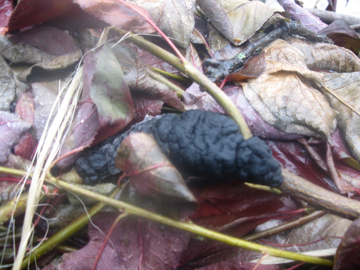 Black Knot Disease of Plum and Cherry Trees – Horticulture For Home ...