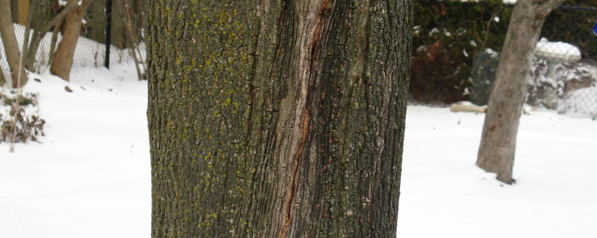 Sun Scald – Preventing Southwest Injury On Deciduous Trees ...