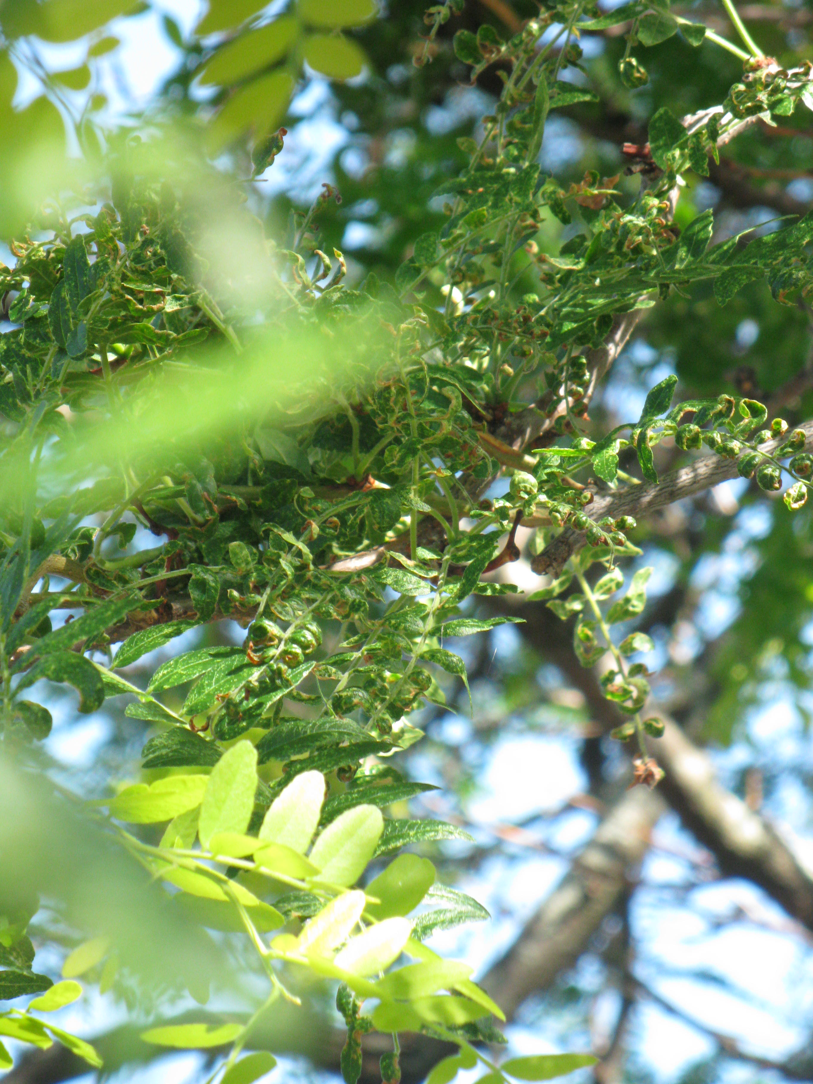 Honey Locust Plant Bug Damage And Control – Horticulture For Home Gardeners