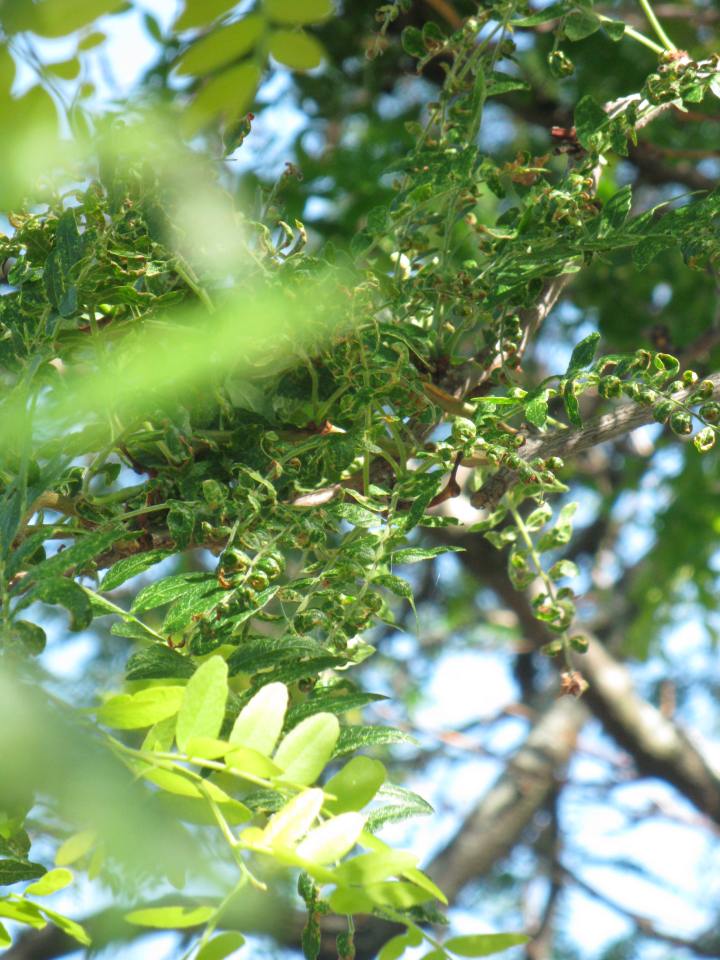 Honey Locust Plant Bug Damage And Control – Horticulture For Home Gardeners