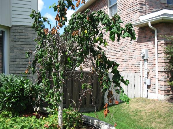 Eastern Filbert Blight On Harry Lauder’s Walking Stick – Horticulture ...