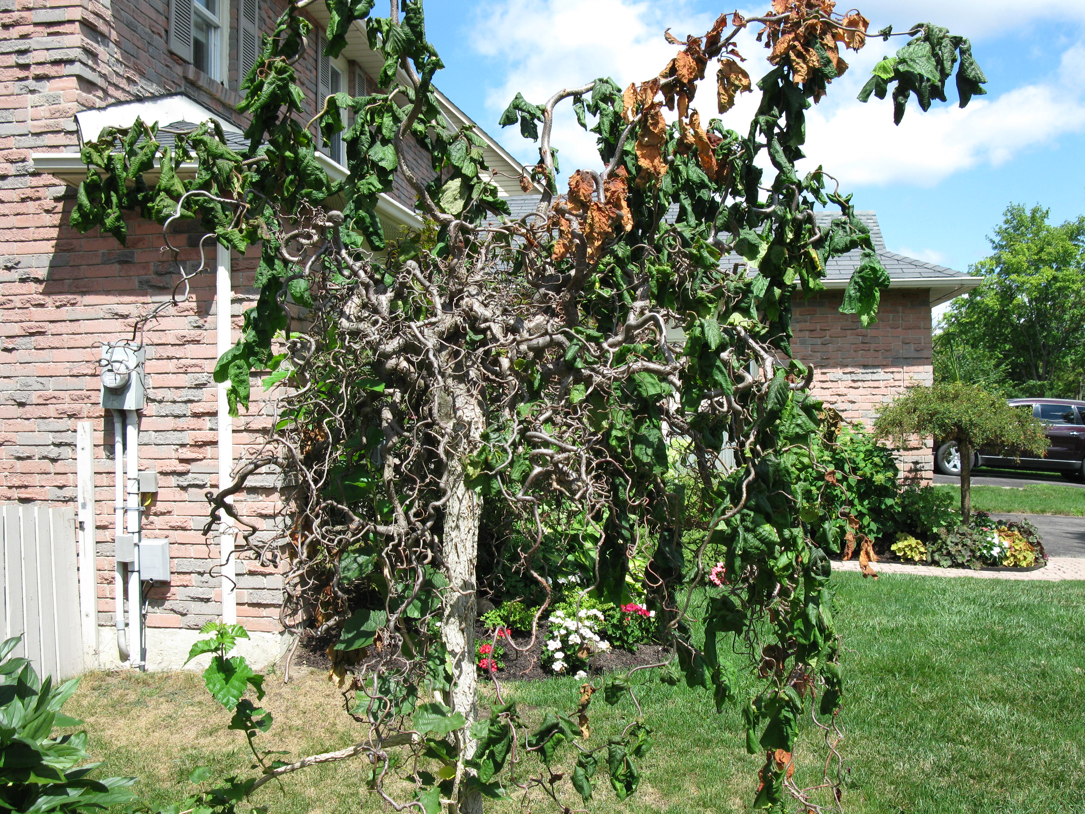 Eastern Filbert Blight On Harry Lauder’s Walking Stick – Horticulture ...