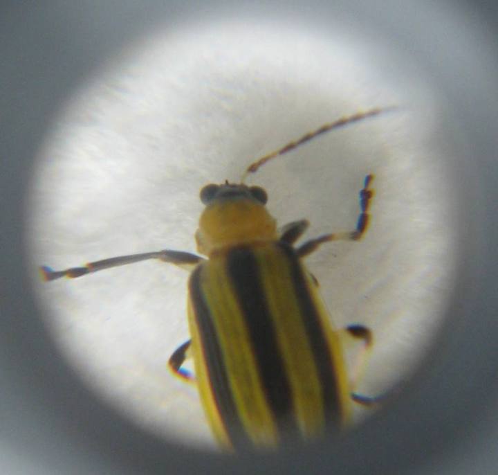 Striped Cucumber Beetles Damage and Control – Horticulture For Home ...