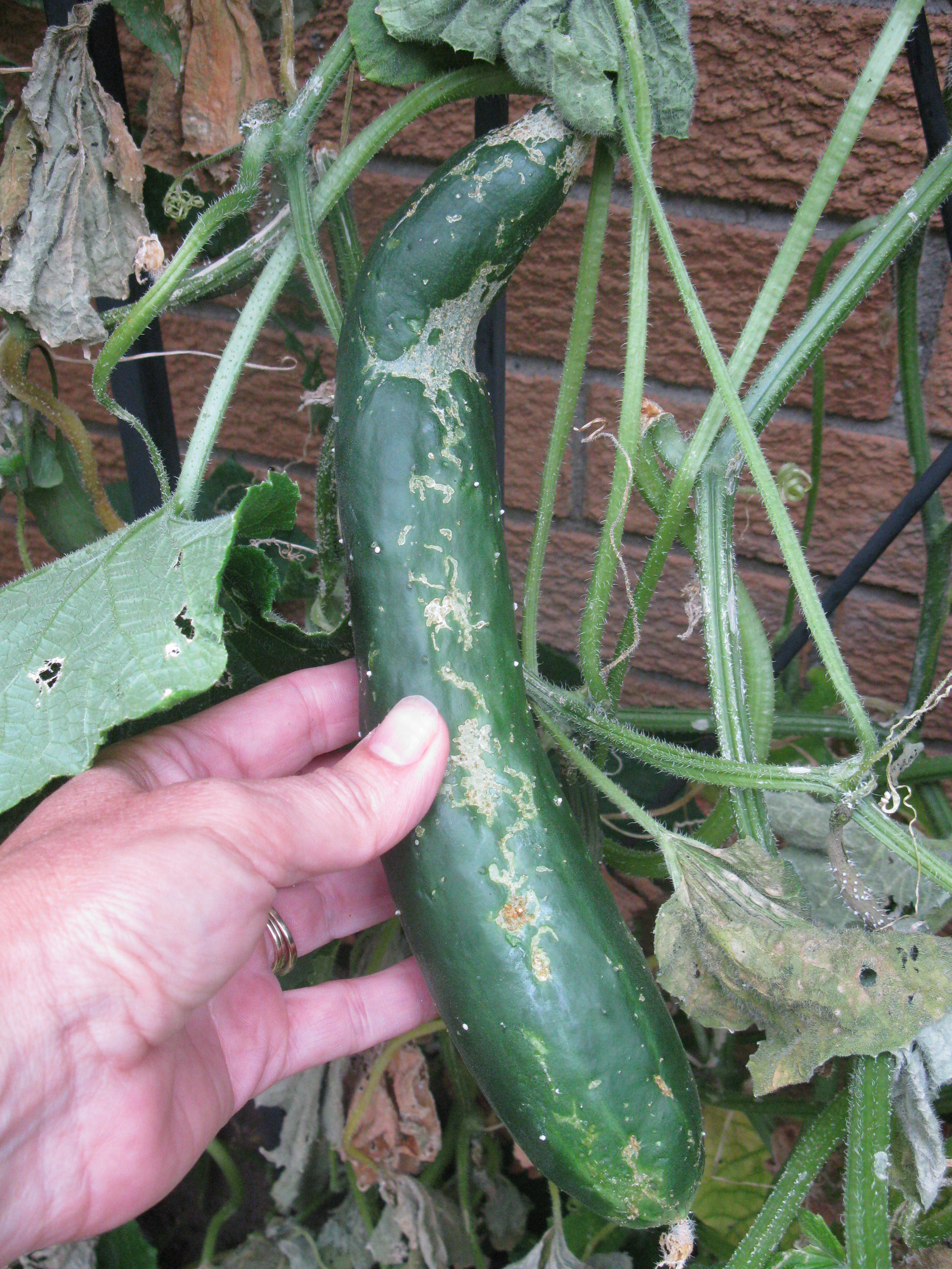 Striped Cucumber Beetles Damage and Control – Horticulture For Home ...