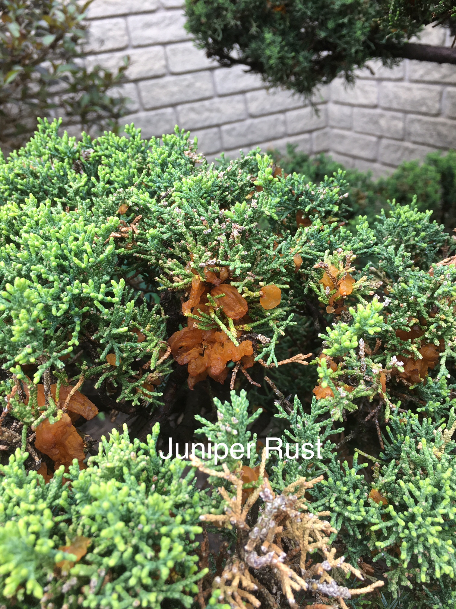 Juniper Rust (aka) Cedar Apple Rust – Horticulture For Home Gardeners