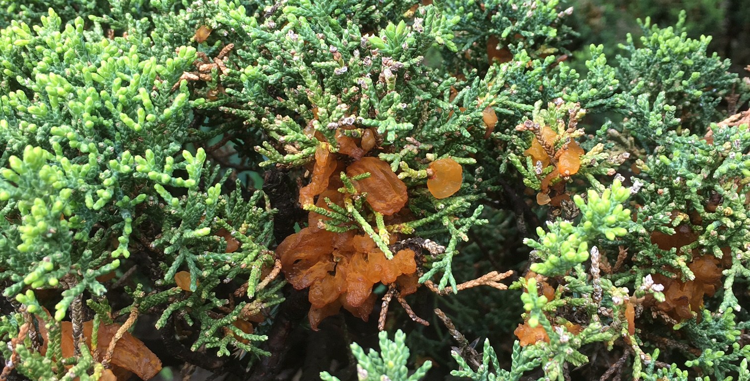 Juniper Rust (aka) Cedar Apple Rust – Horticulture For Home Gardeners