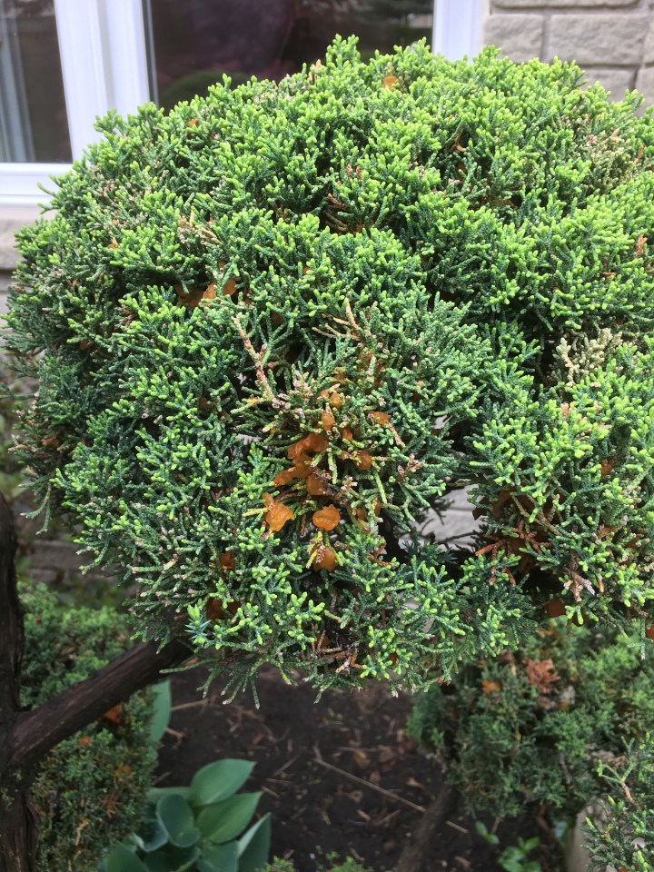 Juniper Rust (aka) Cedar Apple Rust – Horticulture For Home Gardeners