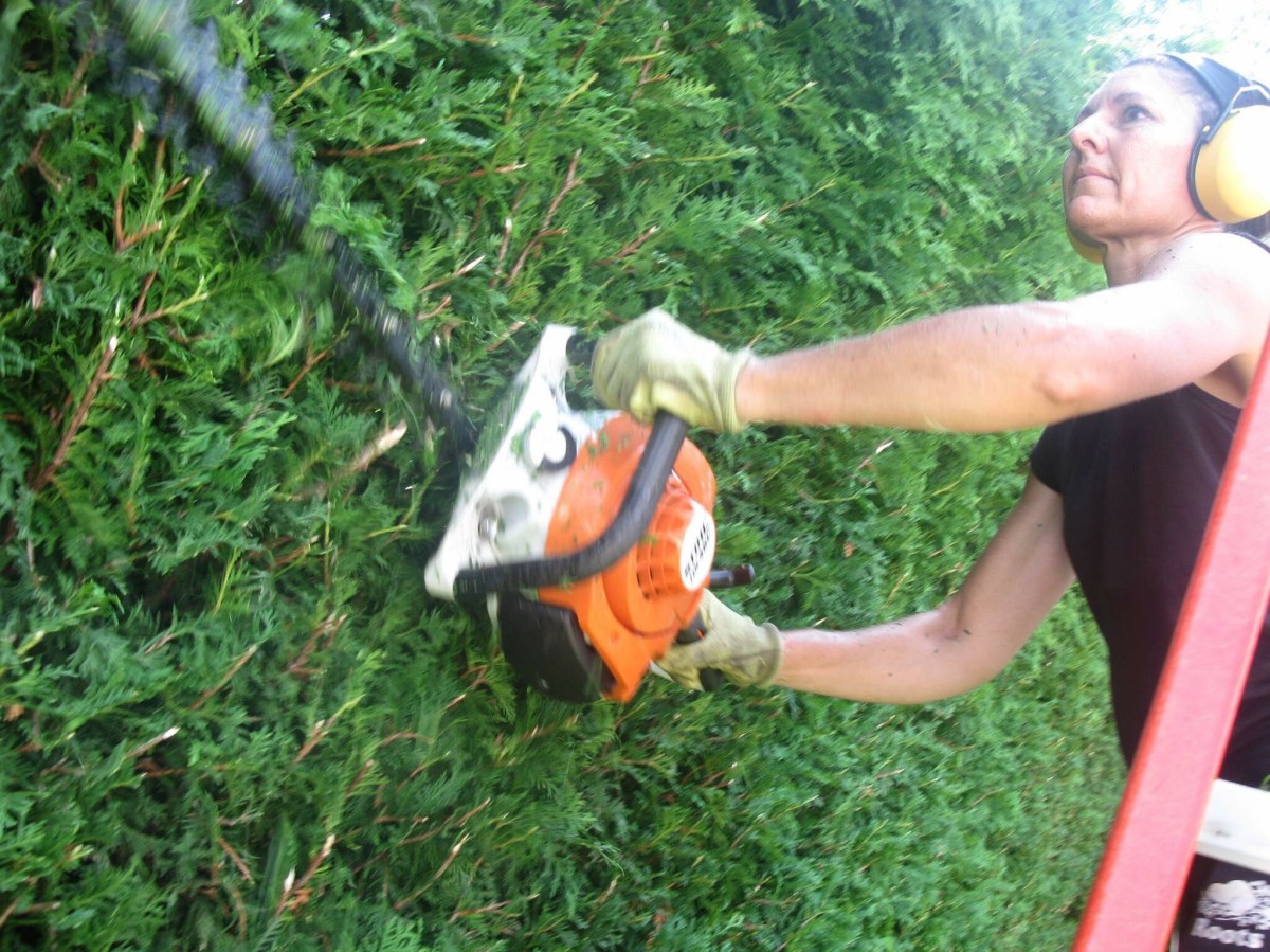 Pruning Techniques And Terminology – Horticulture For Home Gardeners