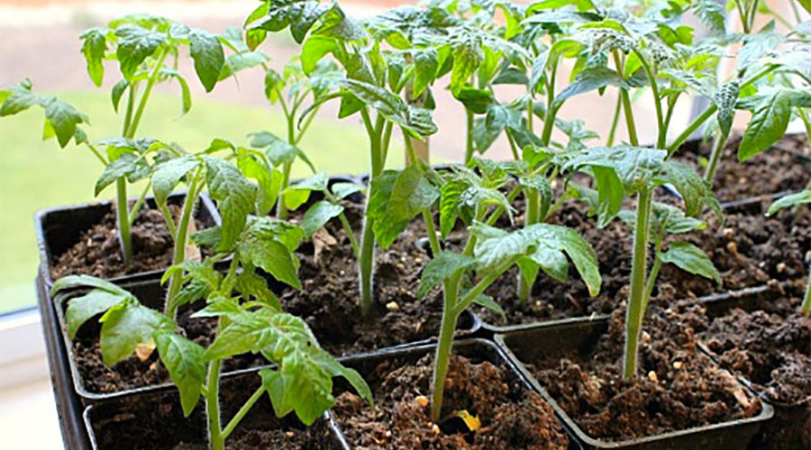 Growing Tomato Plants From Seed – Horticulture For Home Gardeners