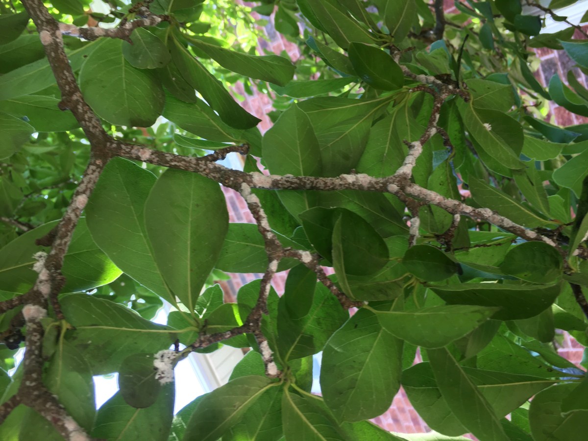 Magnolia Scale Identification and Treatment – Horticulture For Home ...