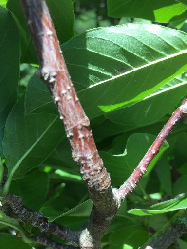 Magnolia Scale Identification and Treatment – Horticulture For Home ...