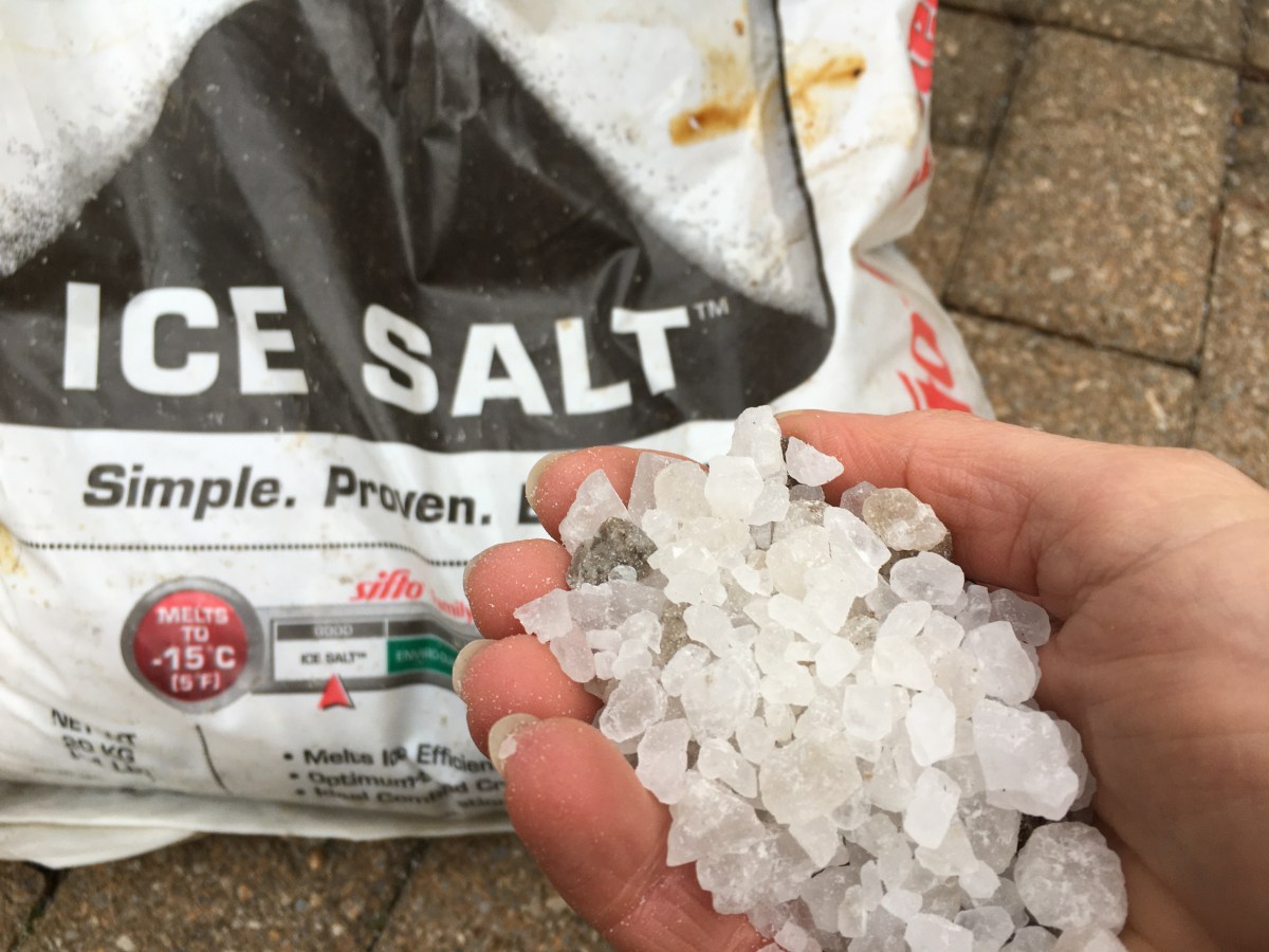 Winter Garden Care – Protecting Your Plants From Salt Damage ...