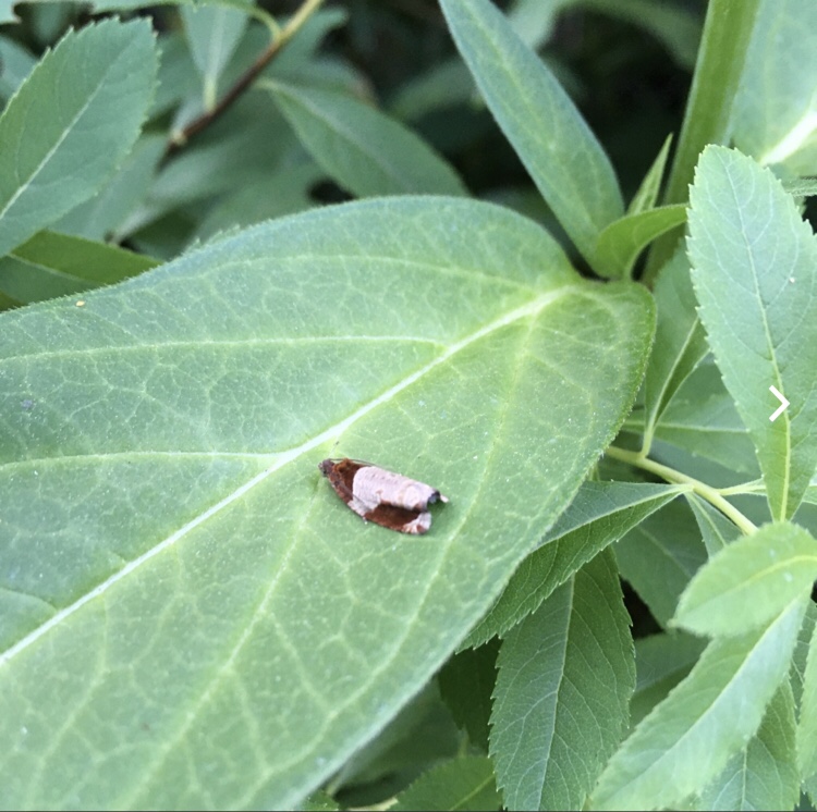Hydrangea Problems…Leaf-tiers – Horticulture For Home Gardeners