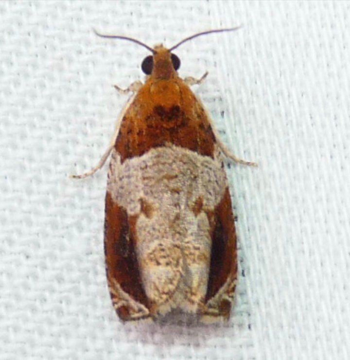 Hydrangea Problems…Leaf-tiers – Horticulture For Home Gardeners