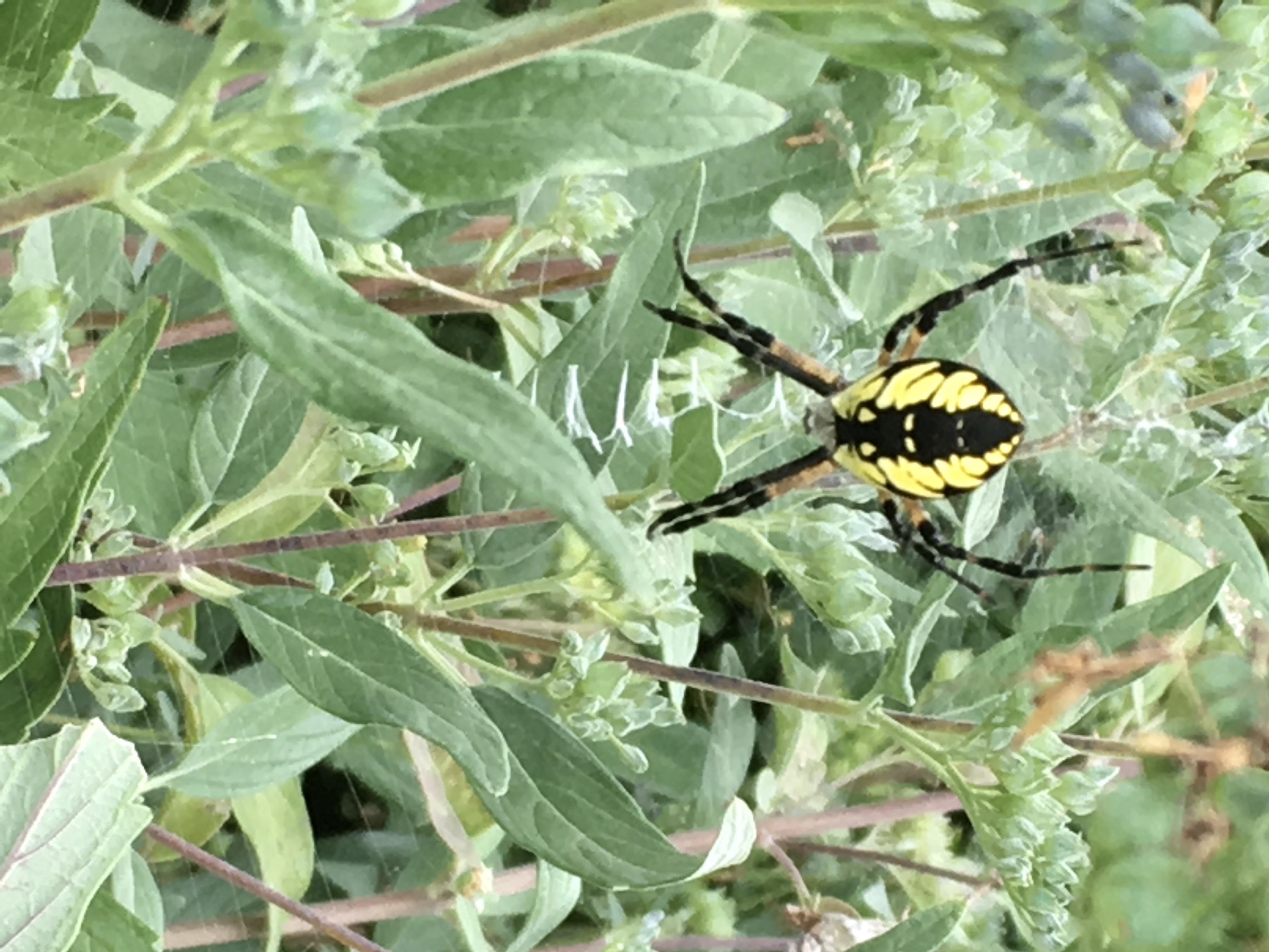 Black-and-Yellow Garden Spider – Horticulture For Home Gardeners