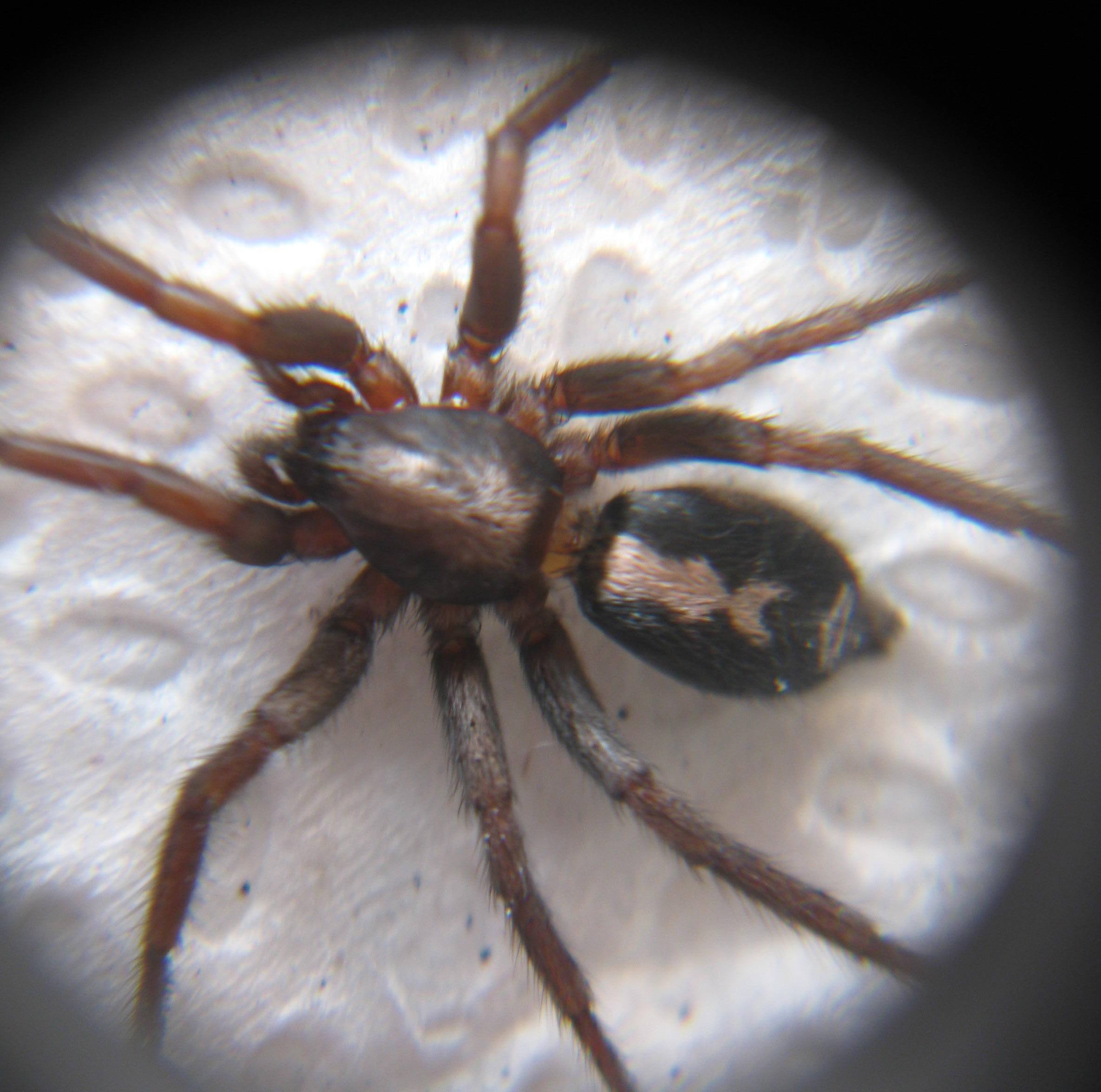 Beneficial Insects In Home Gardens – Horticulture For Home Gardeners