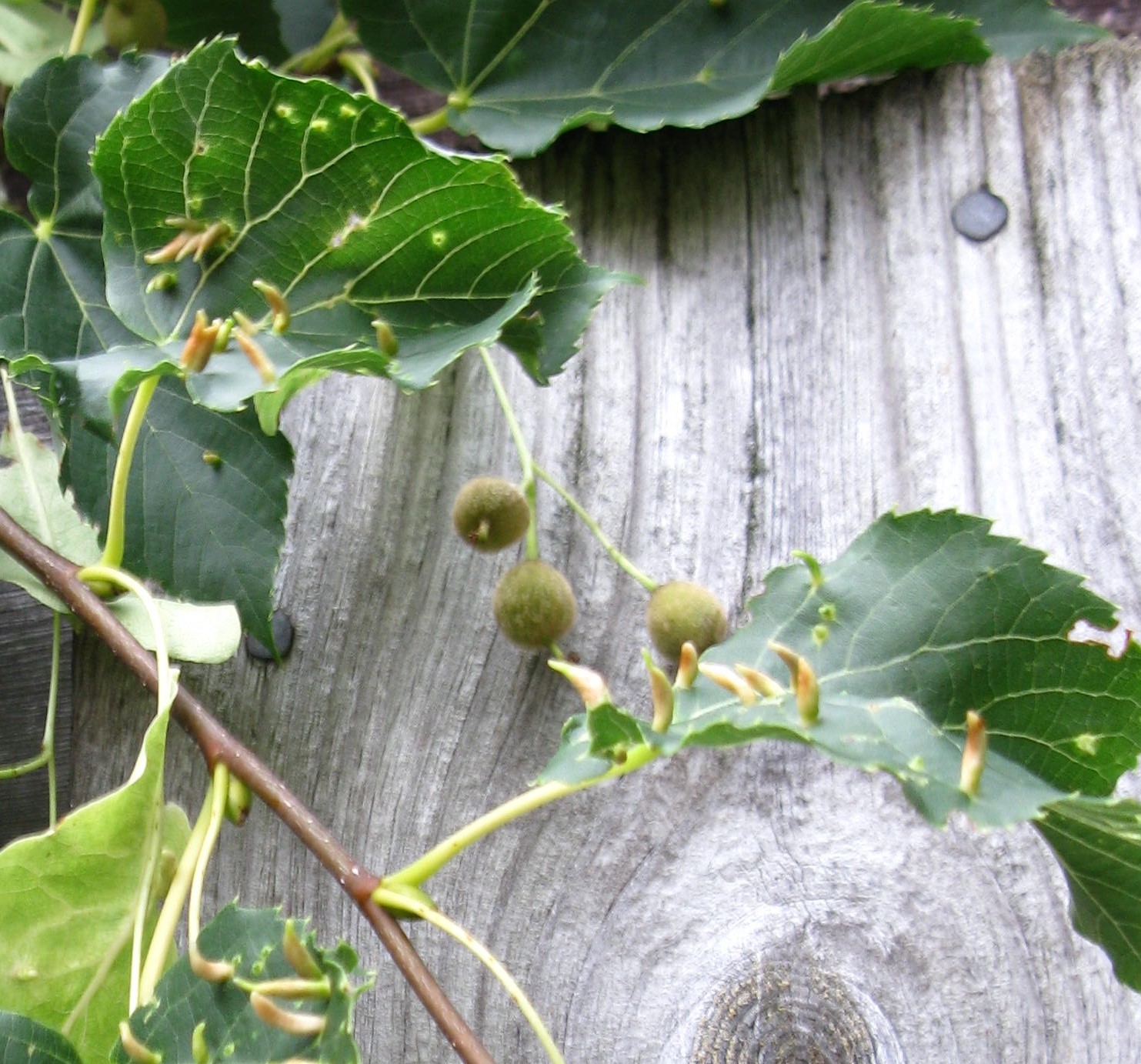 Spindle Galls; Unusual Growths On Linden Leaves Caused by Eriophyid ...