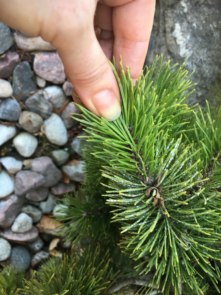 Pine Needle Scale: Identification, Life Cycle and Control ...