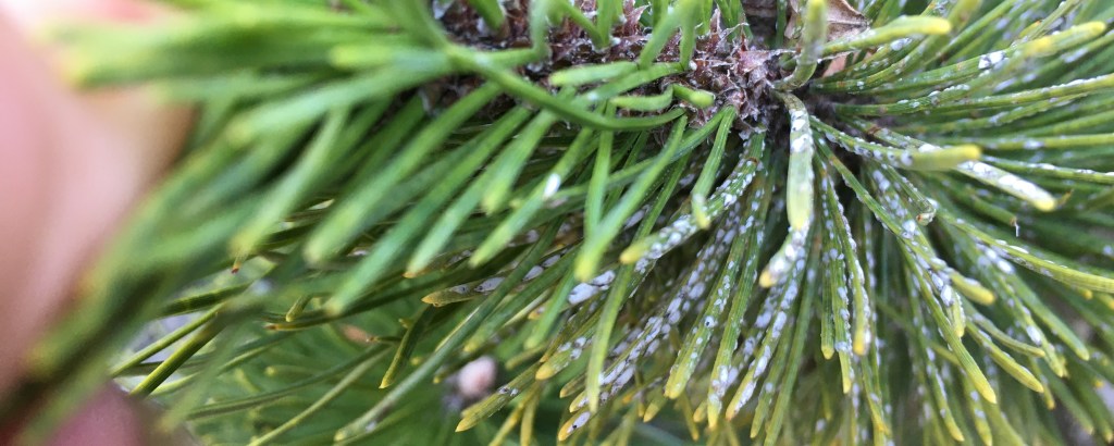 Pine Needle Scale: Identification, Life Cycle and Control ...