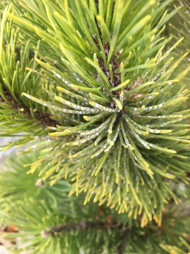 Pine Needle Scale: Identification, Life Cycle and Control ...