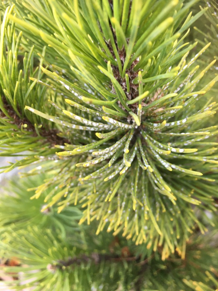 Pine Needle Scale: Identification, Life Cycle and Control ...