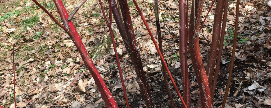 Botryosphaeria Canker of Red Twig Dogwood – Horticulture For Home Gardeners
