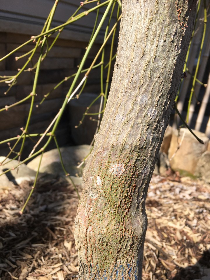 Japanese Maple Problems…Coral Spot Nectria Canker – Horticulture For ...