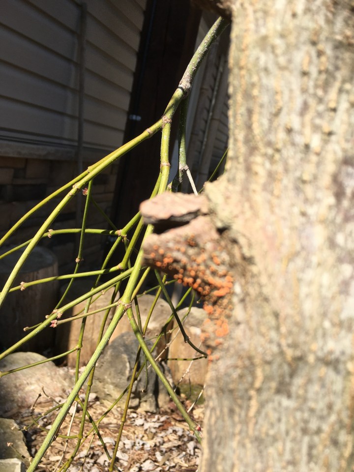 Japanese Maple Problems…Coral Spot Nectria Canker – Horticulture For ...