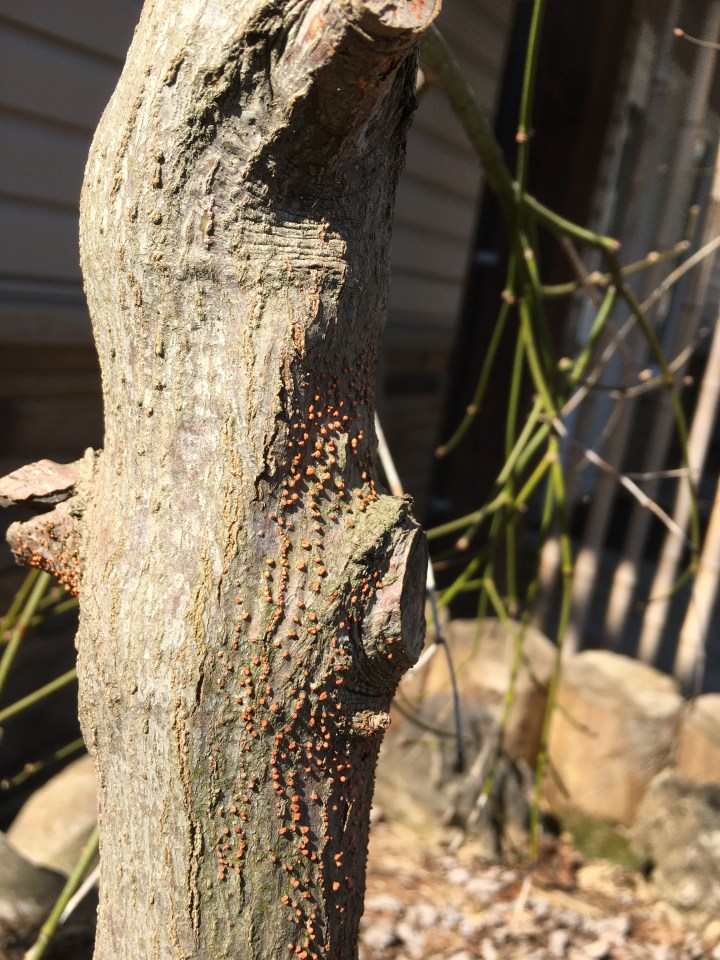 Japanese Maple Problems…Coral Spot Nectria Canker – Horticulture For ...