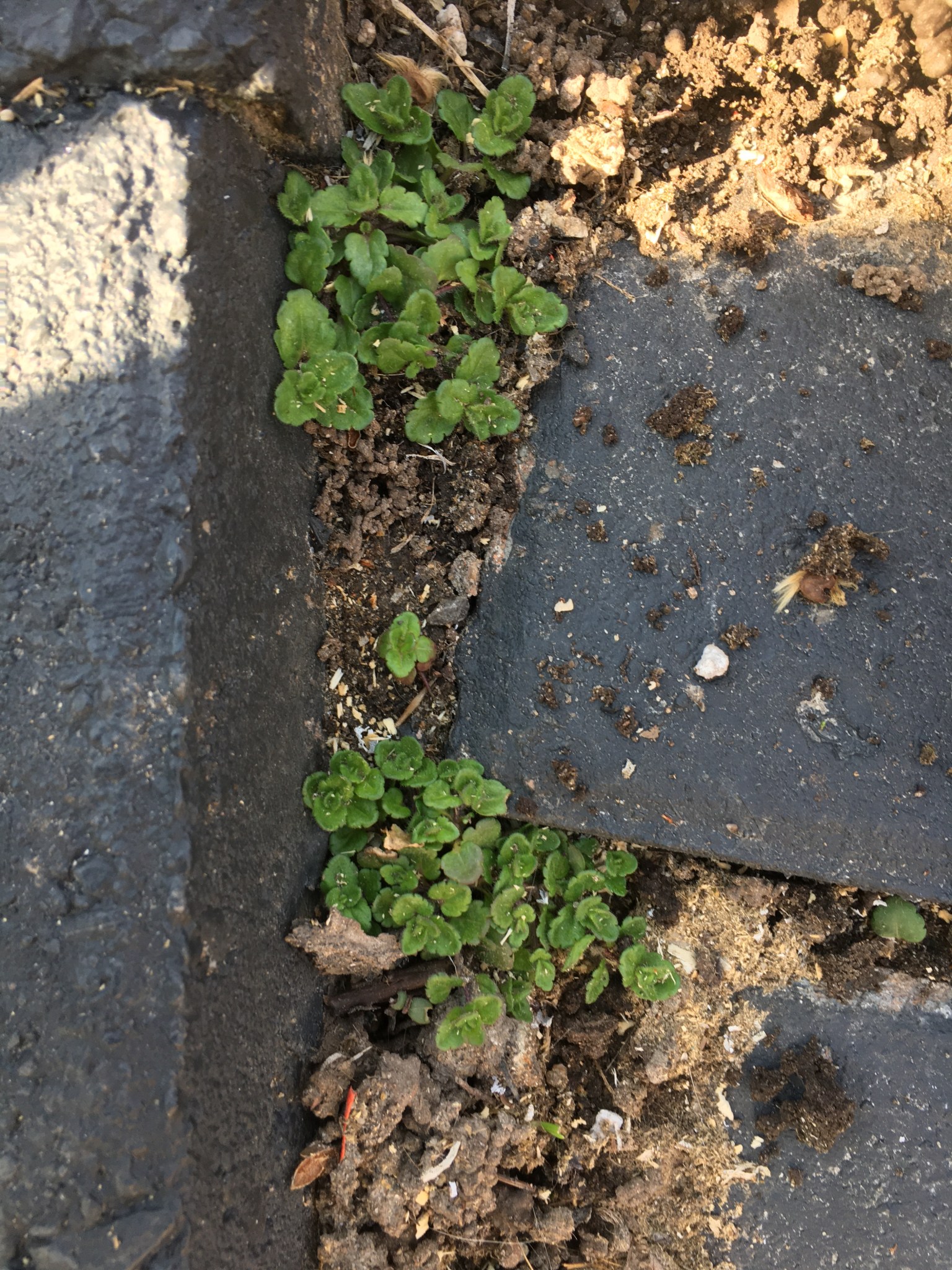 20 Common Spring Weeds in Ontario – Horticulture For Home Gardeners