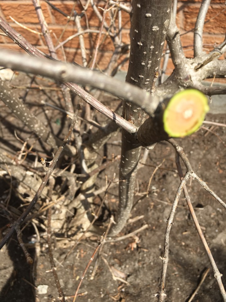 Hydrangea Wood Borers – Horticulture For Home Gardeners