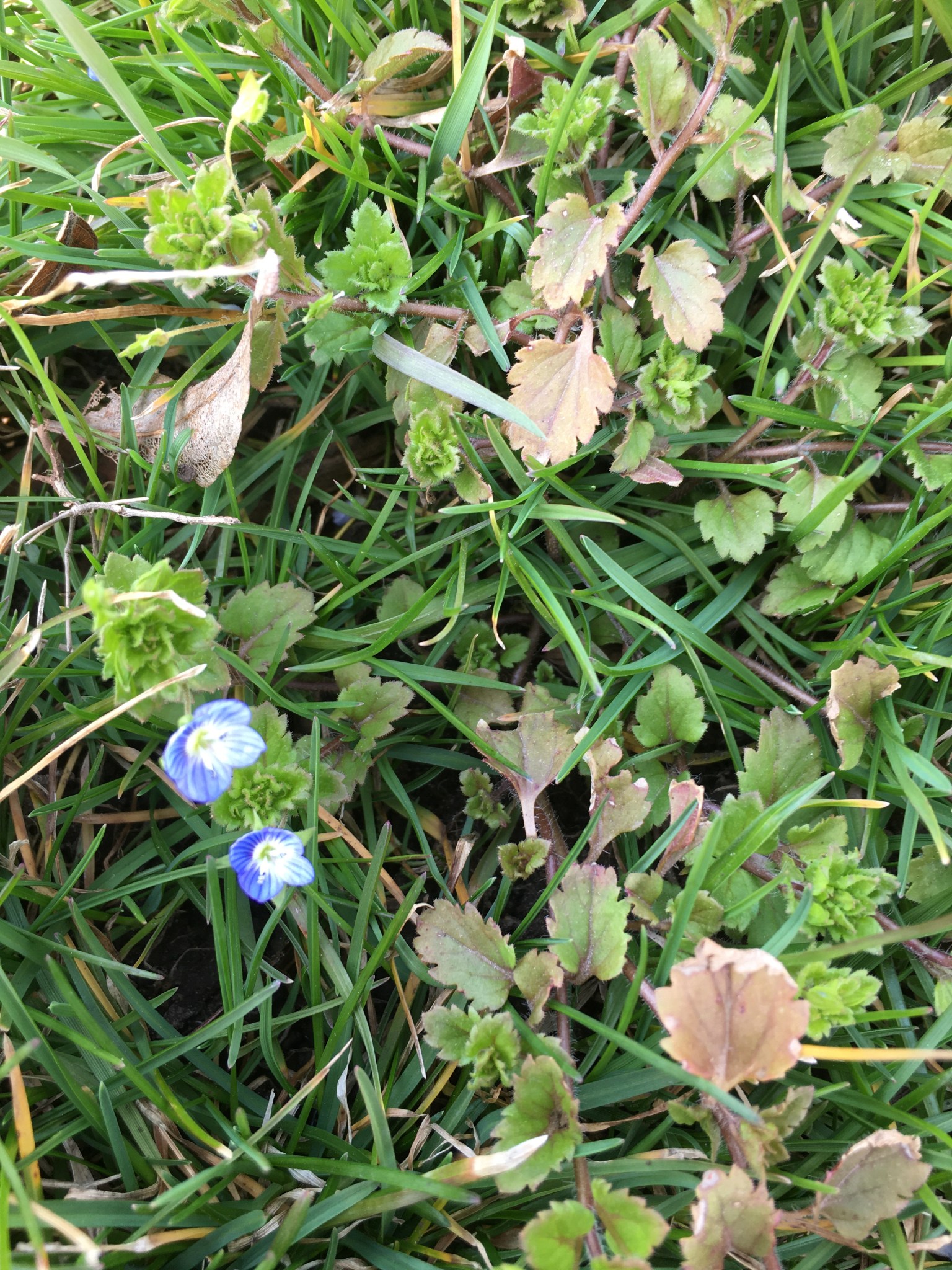 20 Common Spring Weeds in Ontario – Horticulture For Home Gardeners