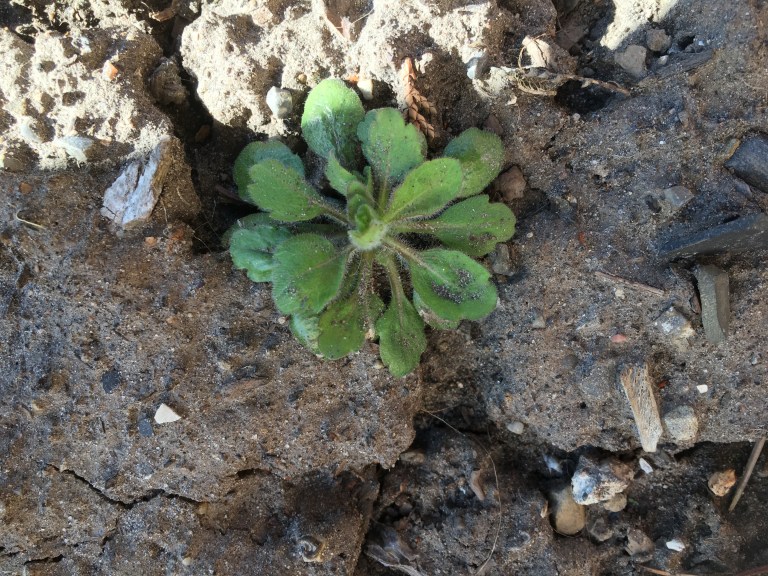 20 Common Spring Weeds in Ontario – Horticulture For Home Gardeners