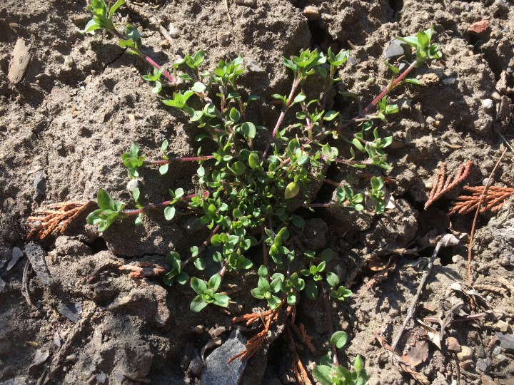 20 Common Spring Weeds in Ontario – Horticulture For Home Gardeners