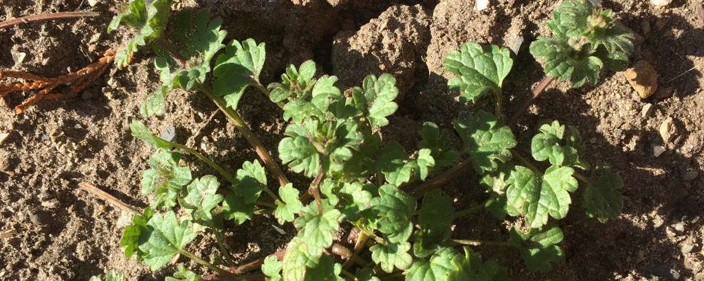 20 Common Spring Weeds in Ontario – Horticulture For Home Gardeners