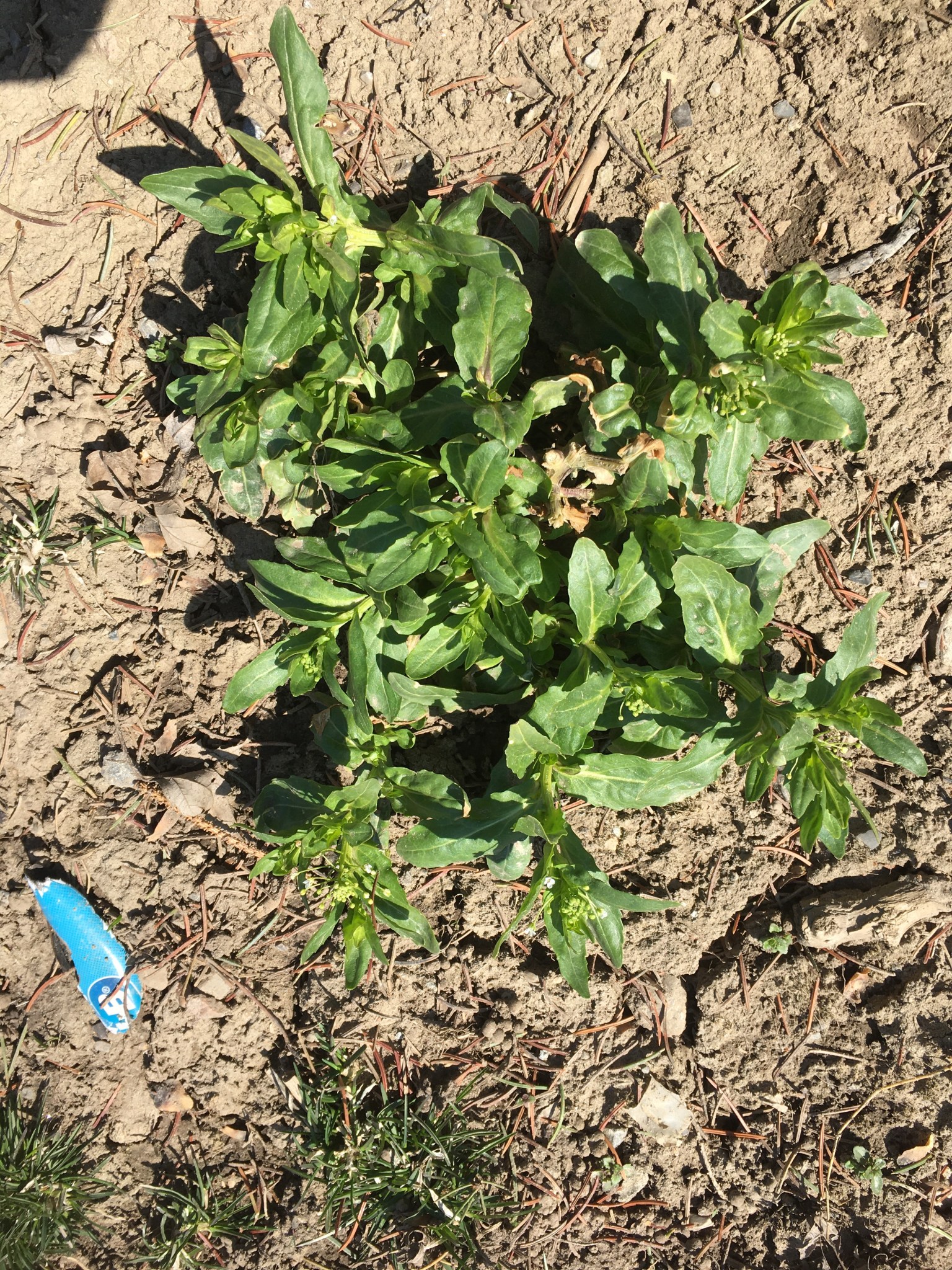 20 Common Spring Weeds in Ontario – Horticulture For Home Gardeners