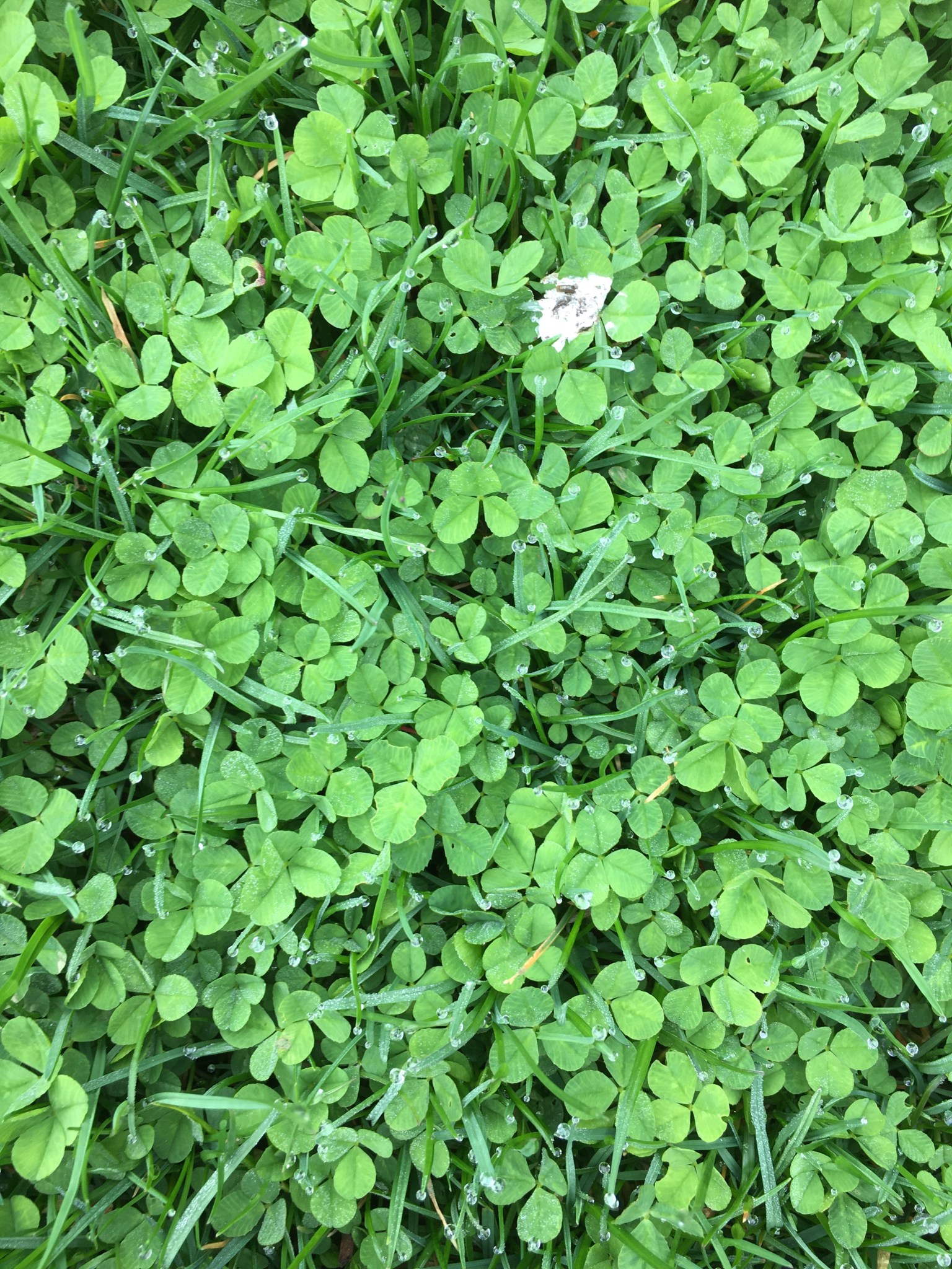 20 Common Spring Weeds in Ontario – Horticulture For Home Gardeners