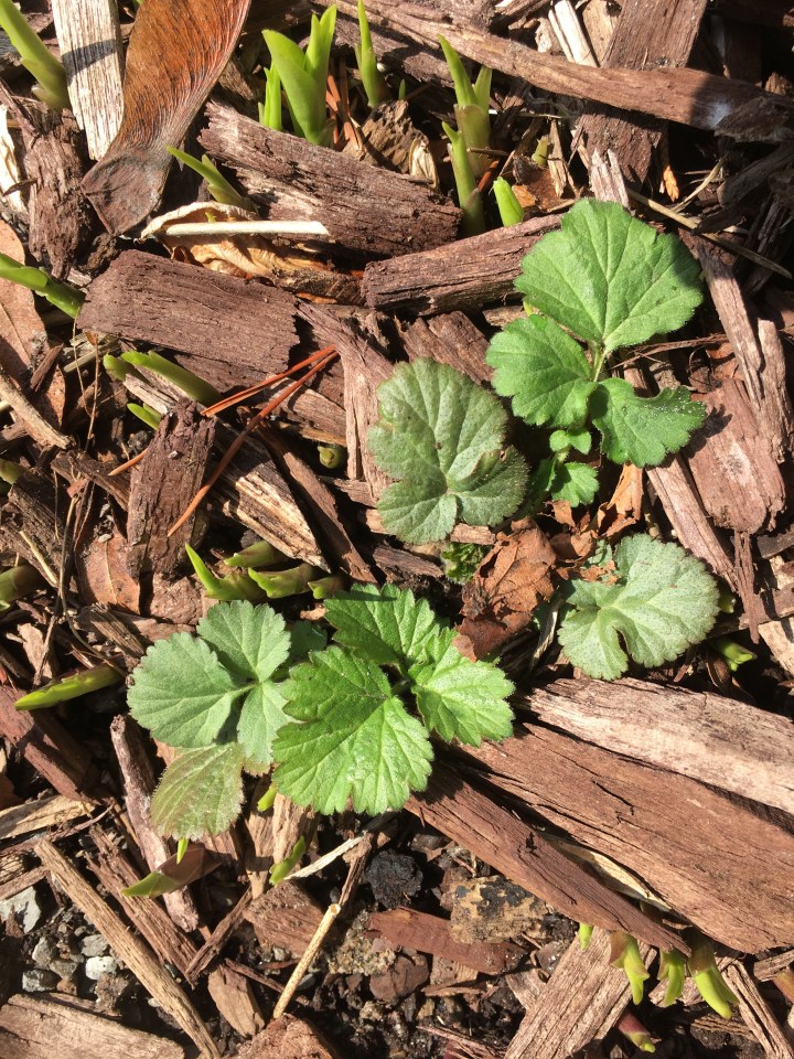 20 Common Spring Weeds in Ontario – Horticulture For Home Gardeners