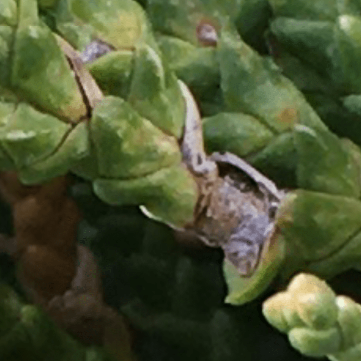 Juniper Blight – Horticulture For Home Gardeners