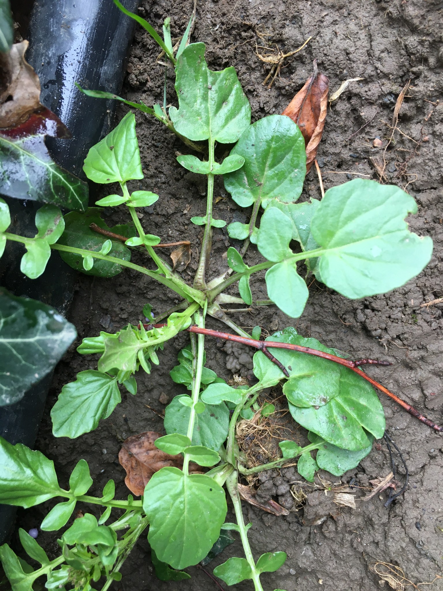 20 Common Spring Weeds in Ontario – Horticulture For Home Gardeners