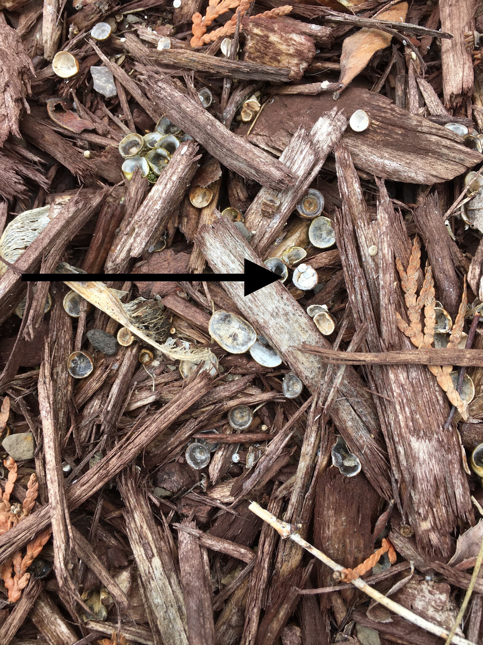 Birds Nest Fungi In Wood Mulch – Horticulture For Home Gardeners