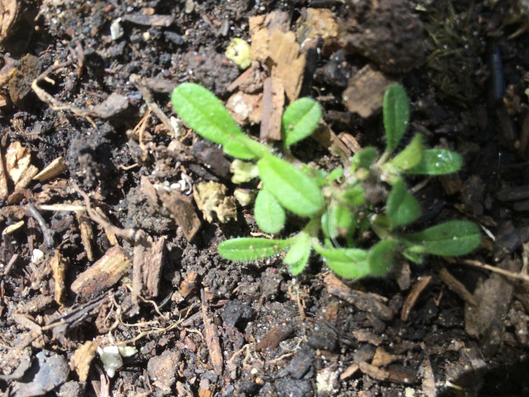 20 Common Spring Weeds in Ontario – Horticulture For Home Gardeners