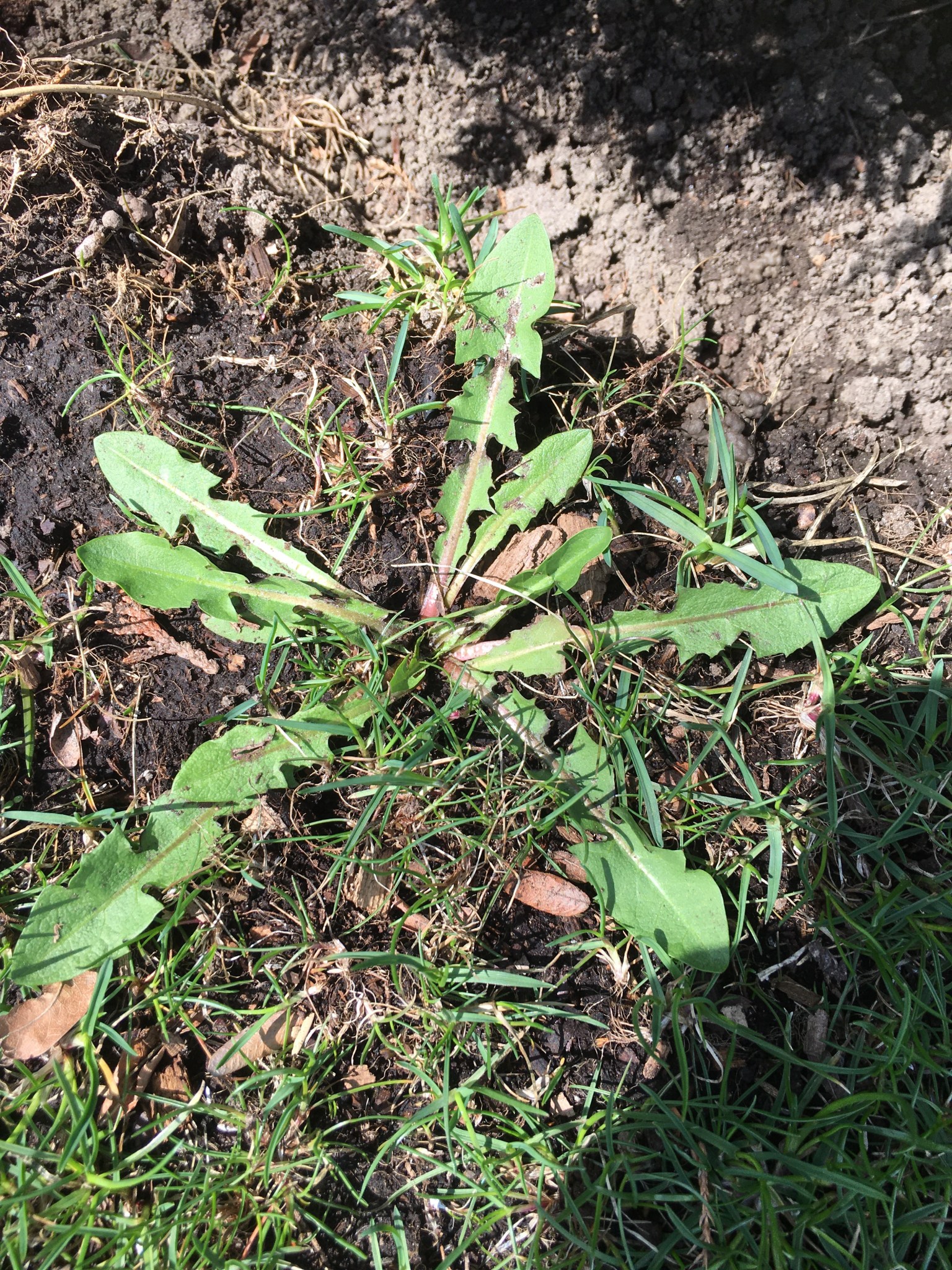 20 Common Spring Weeds in Ontario – Horticulture For Home Gardeners