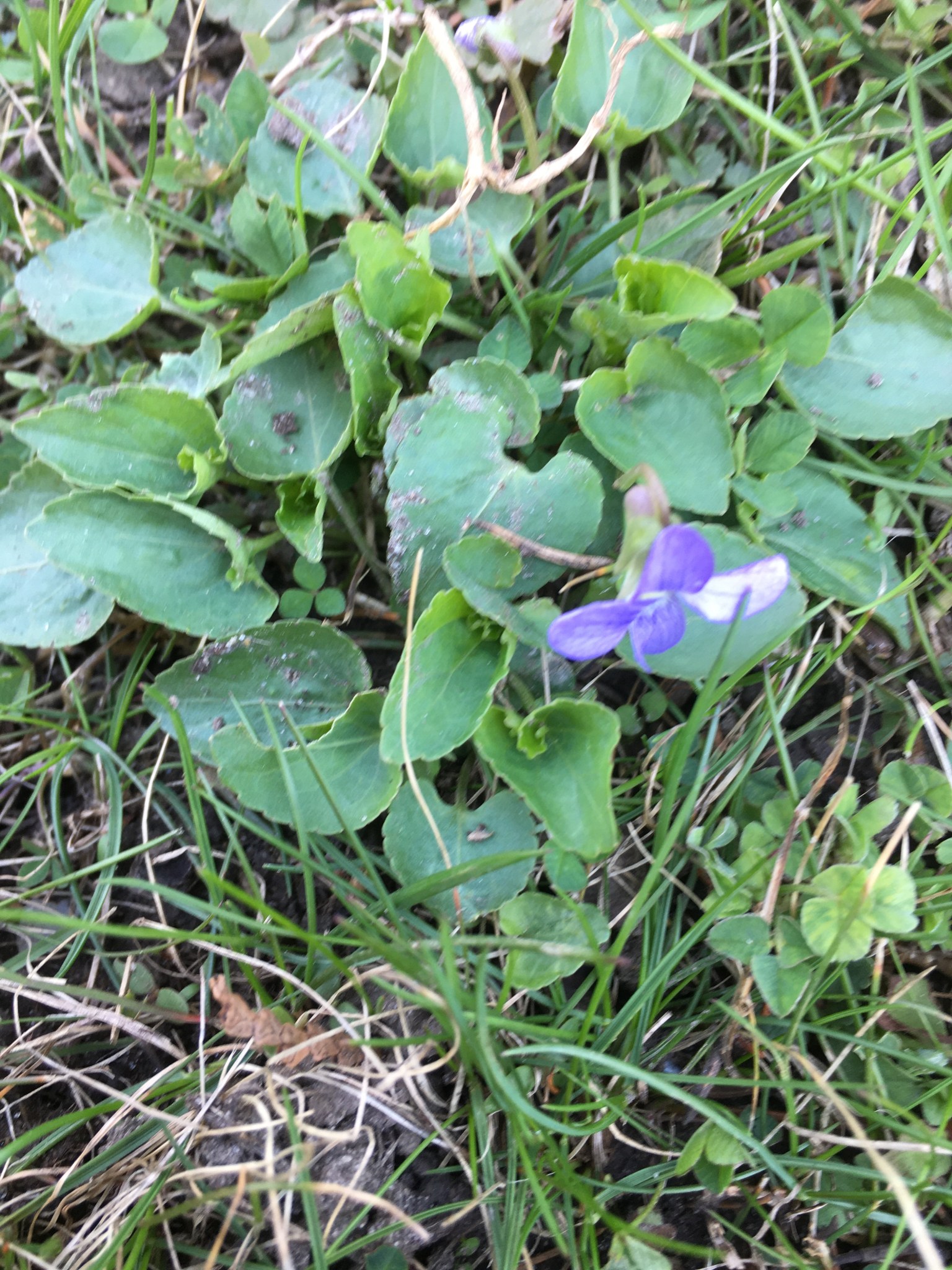 20 Common Spring Weeds in Ontario – Horticulture For Home Gardeners