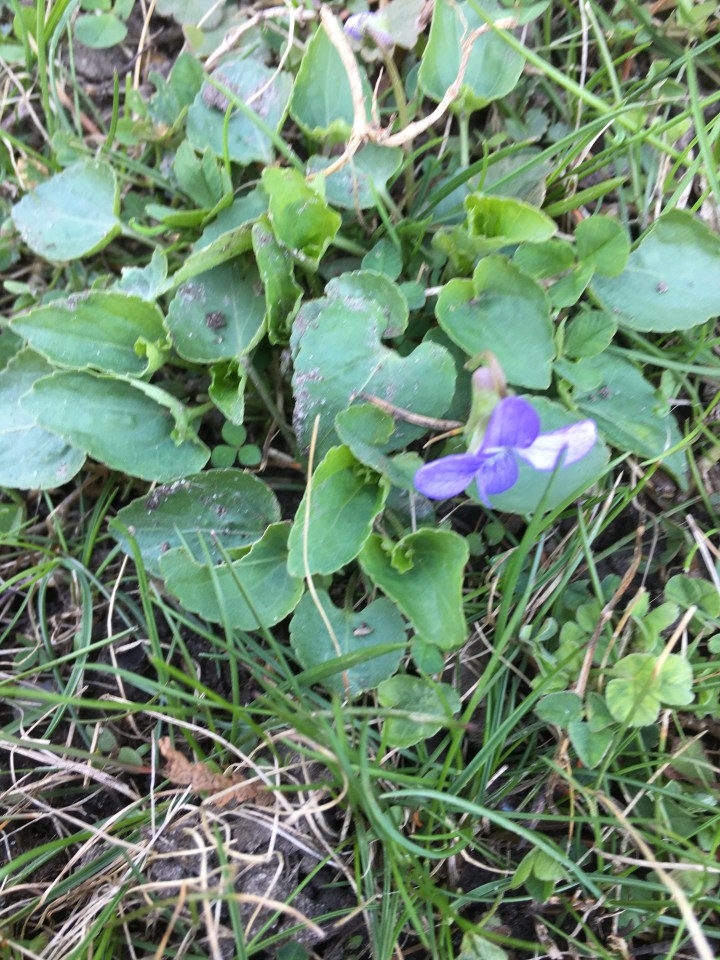 20 Common Spring Weeds in Ontario – Horticulture For Home Gardeners