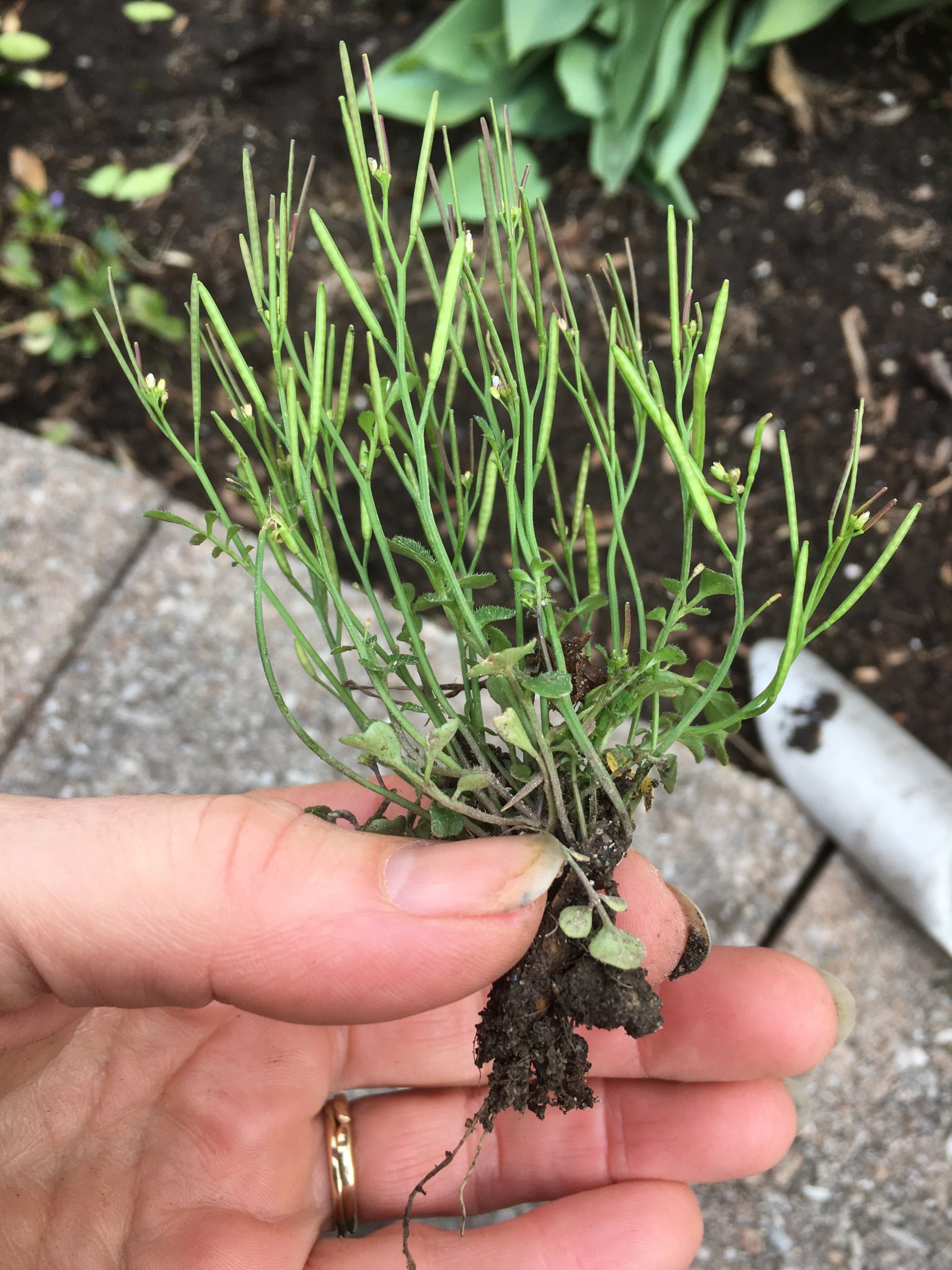 20 Common Spring Weeds in Ontario – Horticulture For Home Gardeners