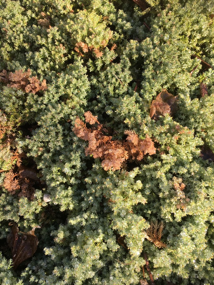 Juniper Blight – Horticulture For Home Gardeners