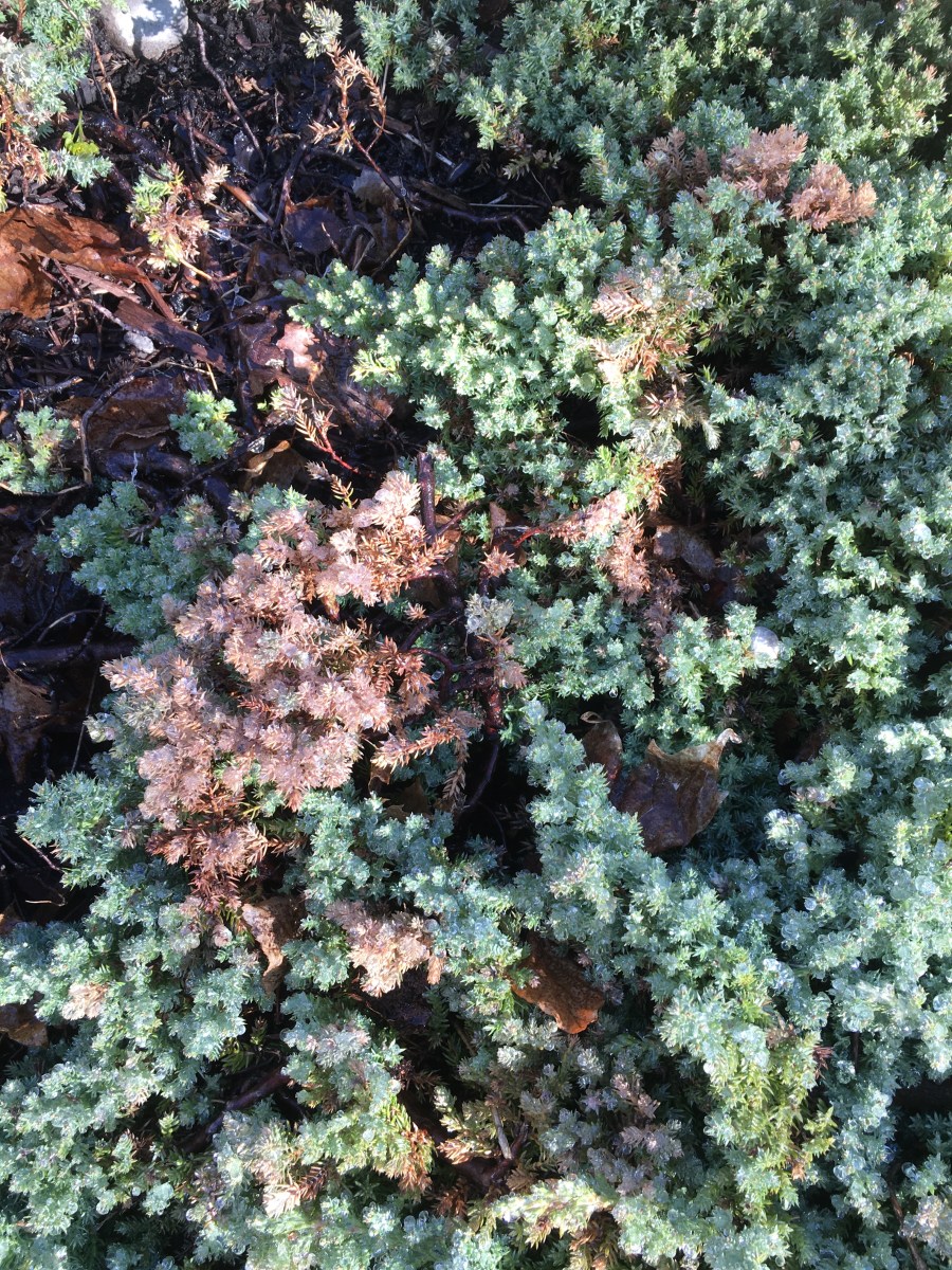 Juniper Blight – Horticulture For Home Gardeners