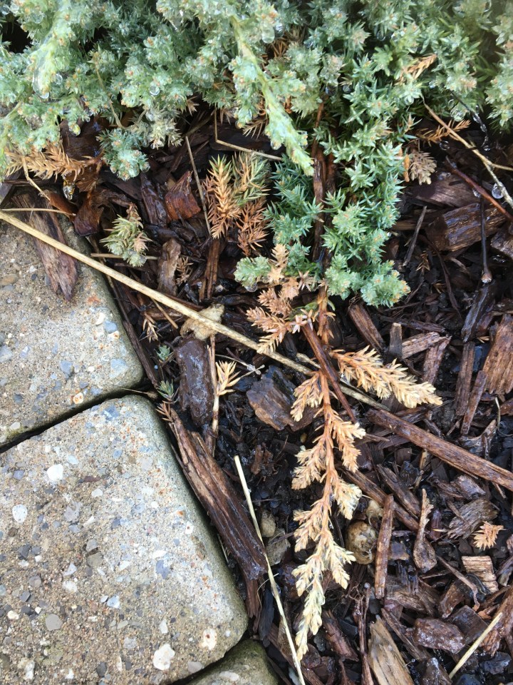 Juniper Blight – Horticulture For Home Gardeners