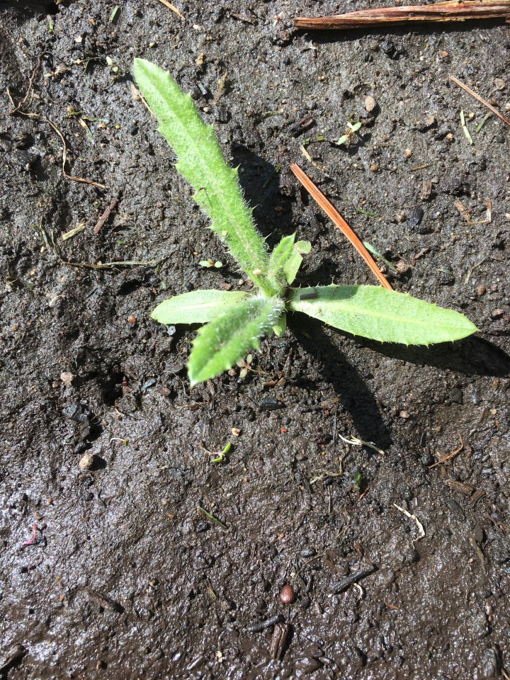 20 Common Spring Weeds in Ontario – Horticulture For Home Gardeners